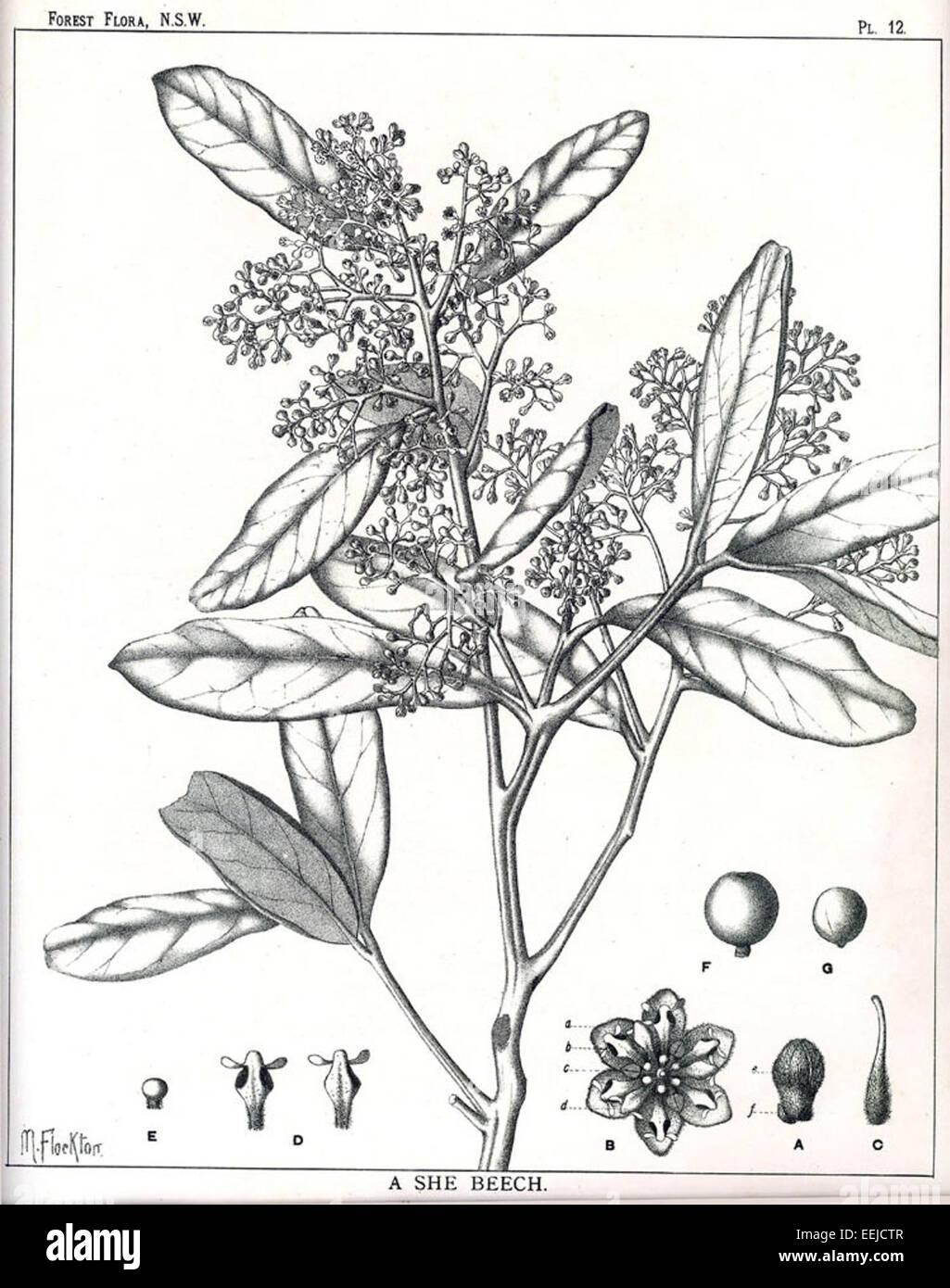 Cryptocarya obovata is a tree species native to Southeast Asia ...