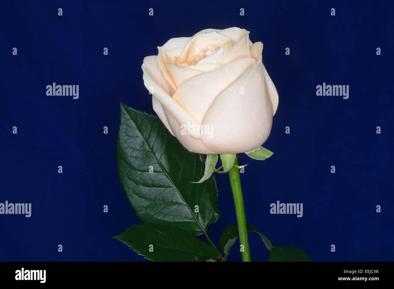 cream rose on a dark blue Stock Photo - Alamy
