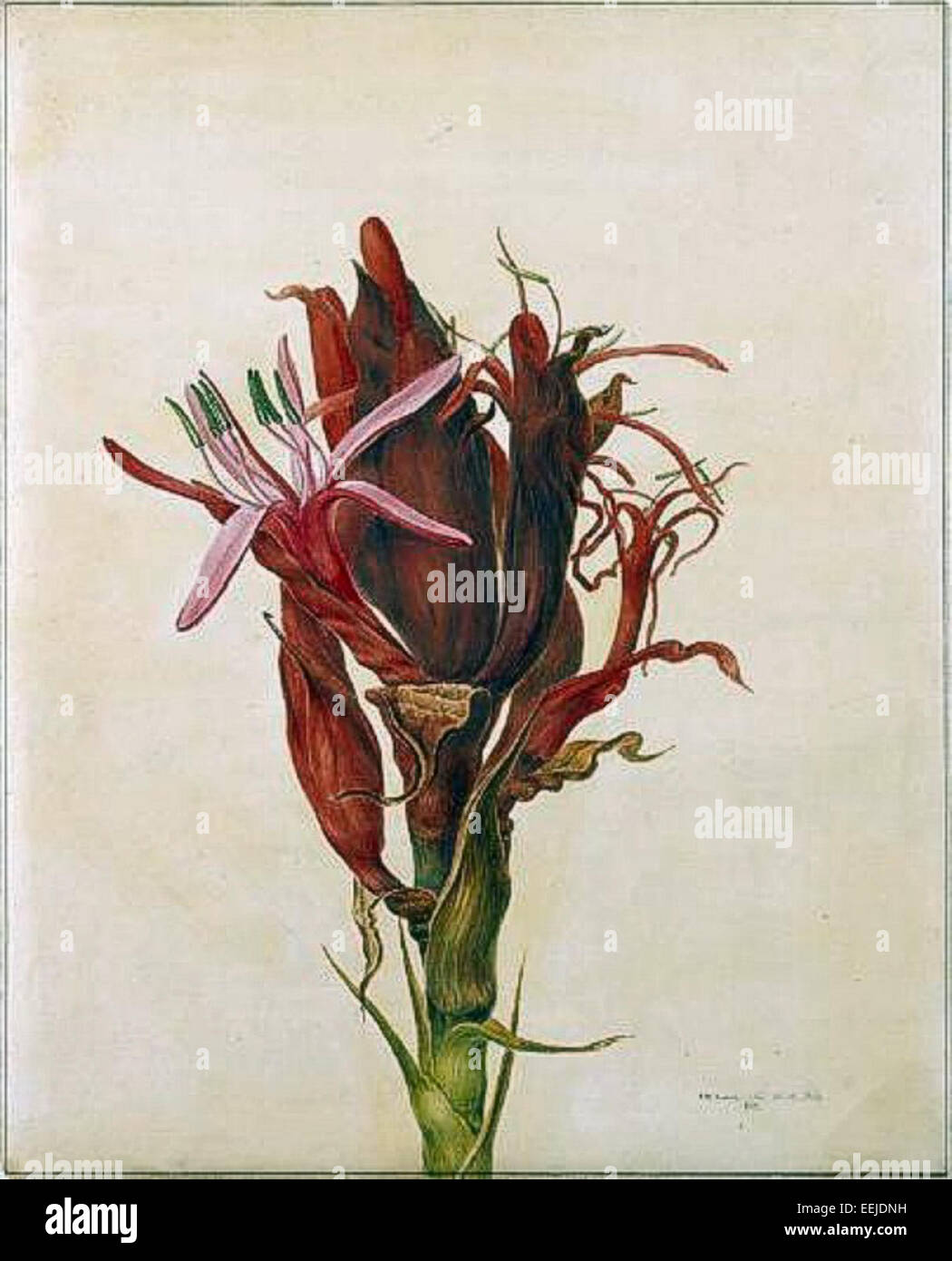 Doryanthes excelsa, known as the Gymea Lily, is a striking plant native ...