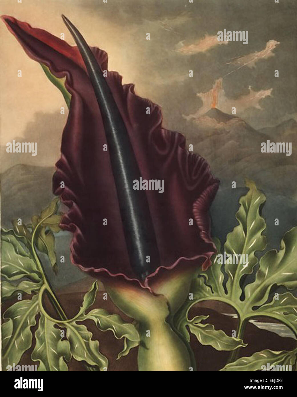 Dracunculus vulgaris, commonly known as the dragon arum, is a flowering ...