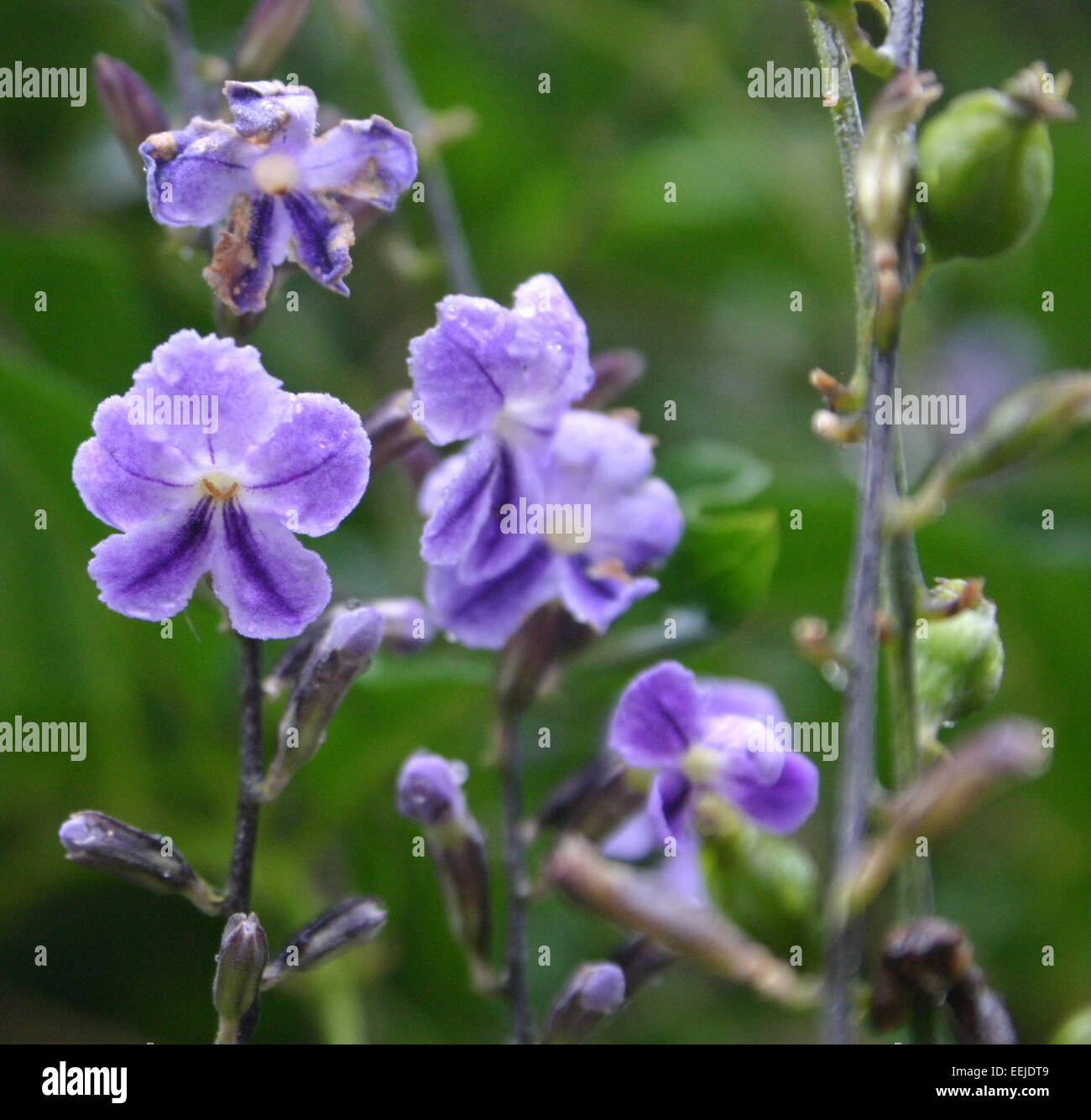 Duranta repens, commonly known as golden dewdrop or skyflower, is a ...