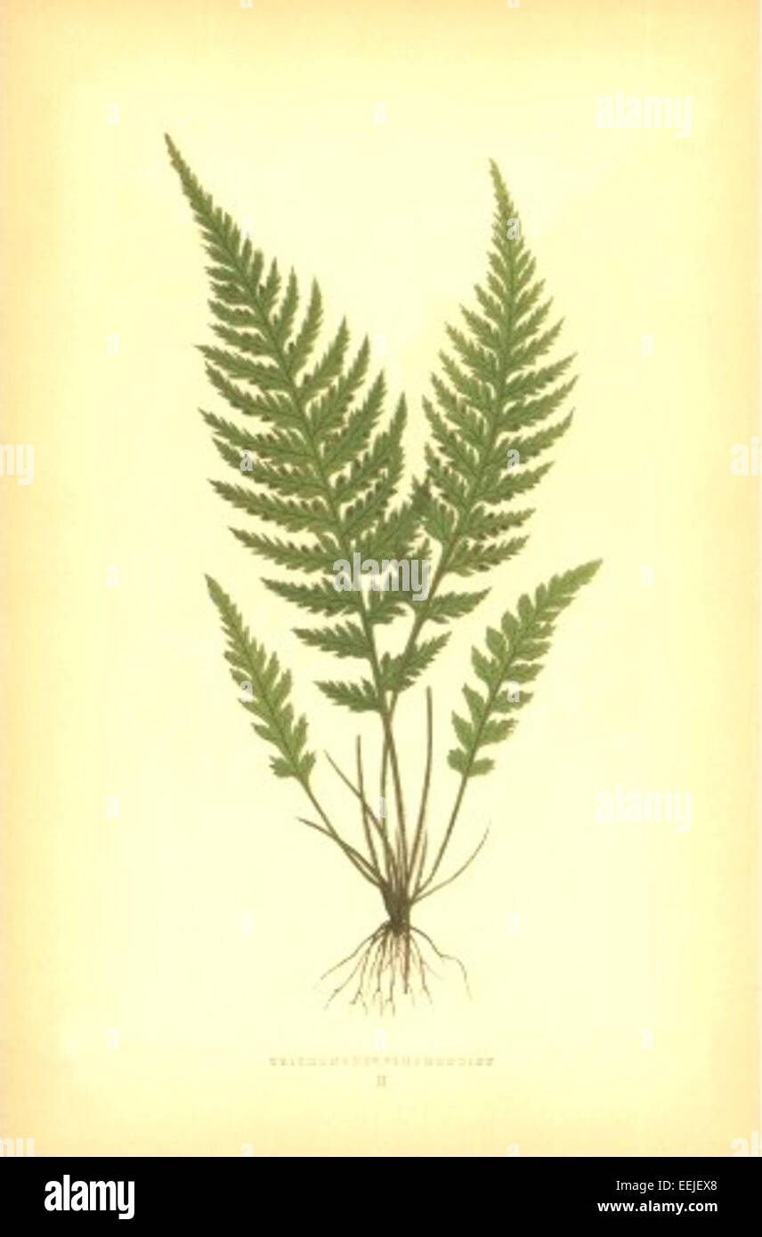 Edward Joseph Lowe was a 19th-century English botanist, known for his ...