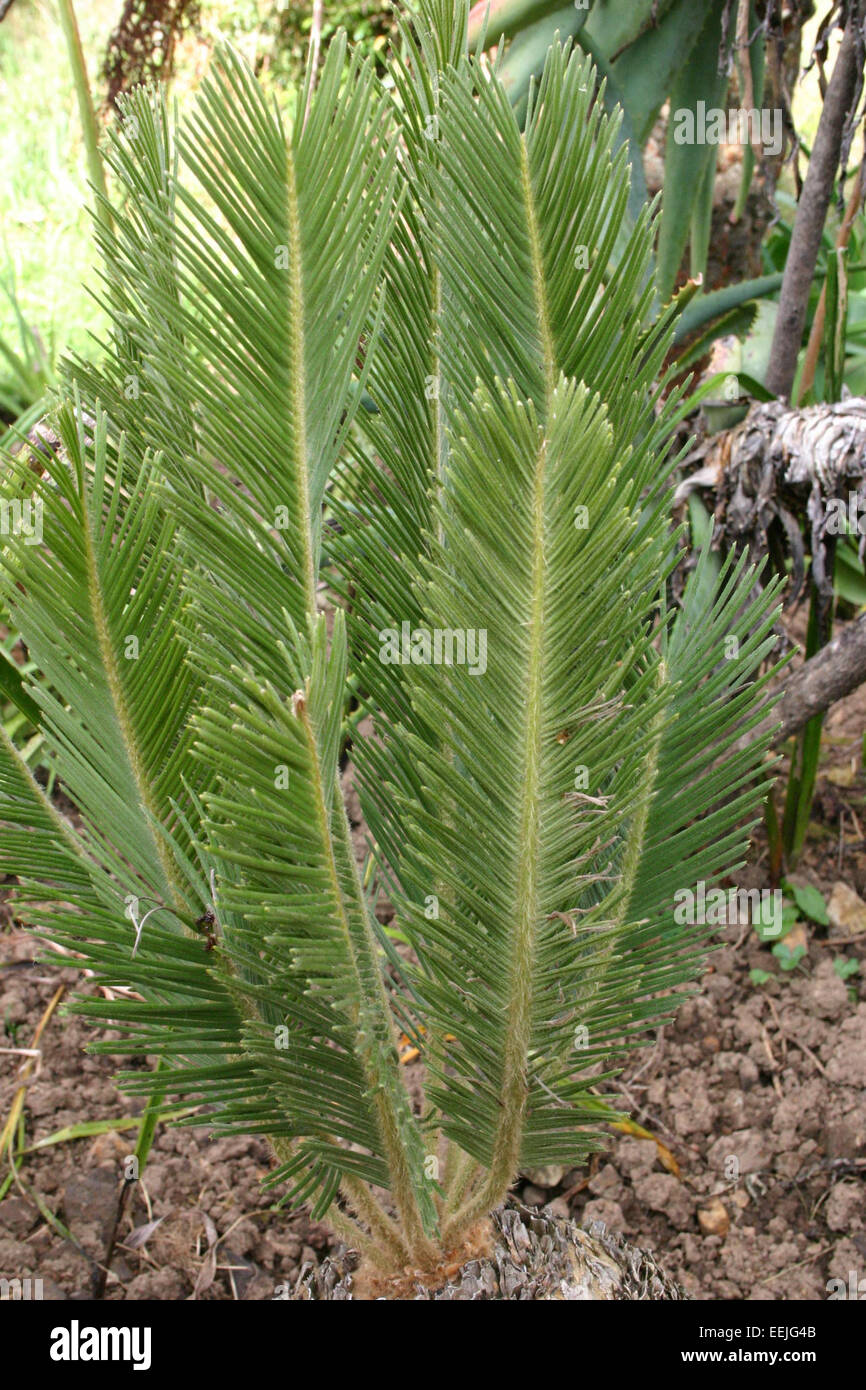 Encephalartos ghellinckii is a rare species of cycad native to South ...