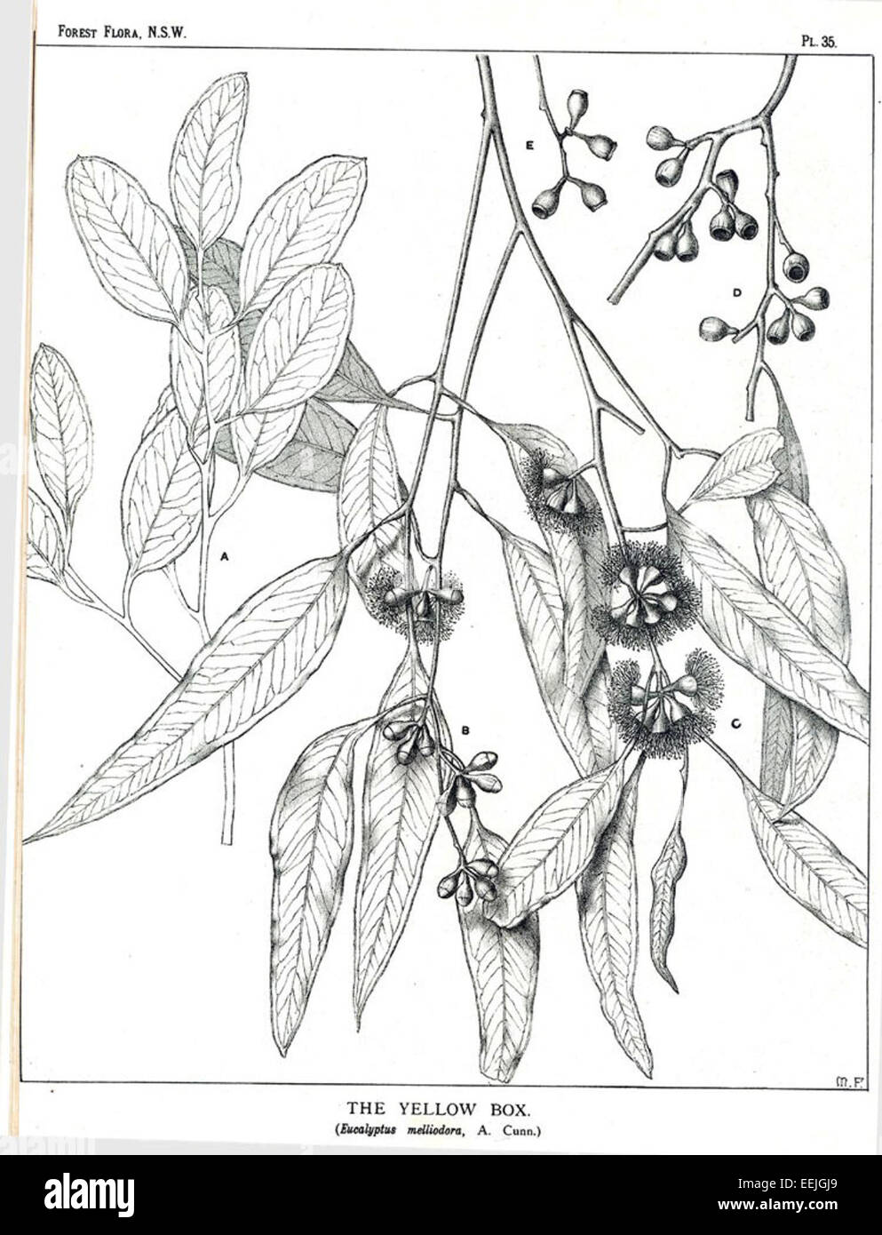 Eucalyptus melliodora, commonly known as the Yellow Box tree, is native ...