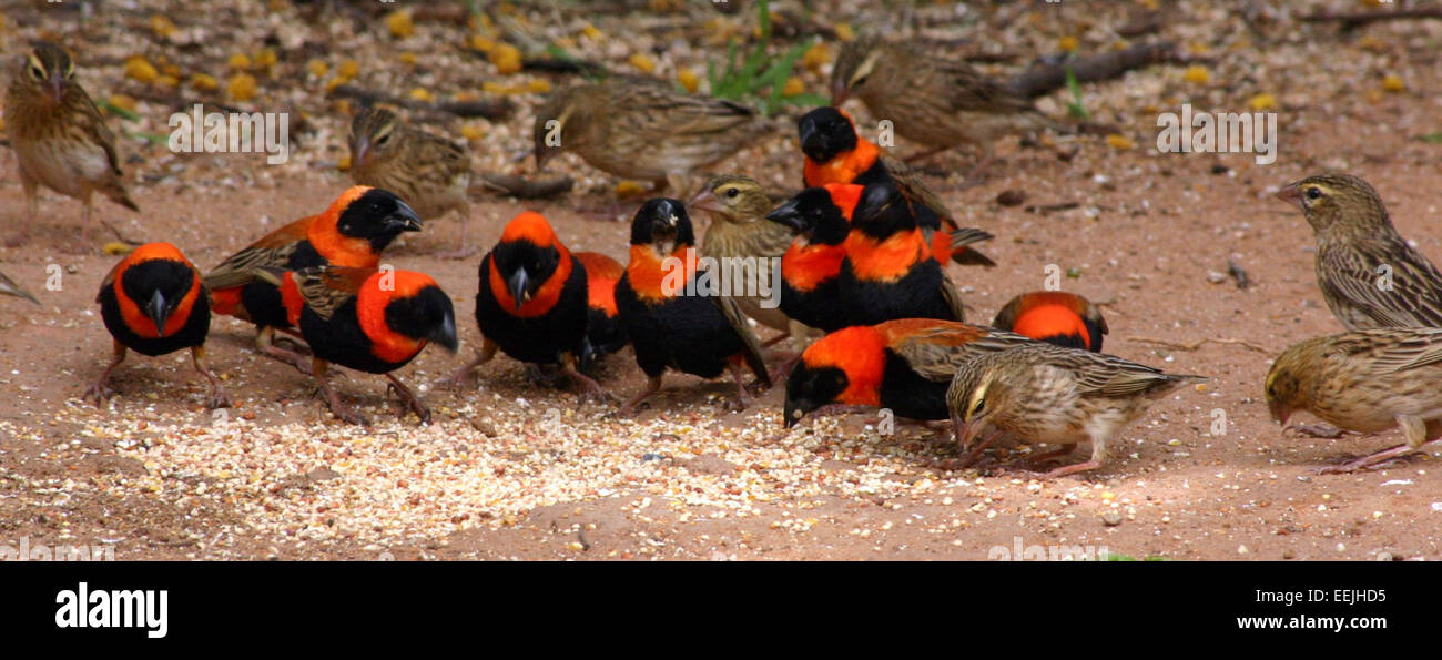 Euplectes orix, commonly known as the orange bishop, is a species of ...