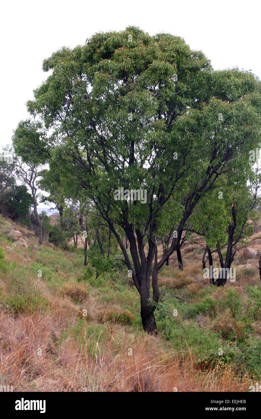 Faurea saligna is a flowering plant native to South Africa. It is ...