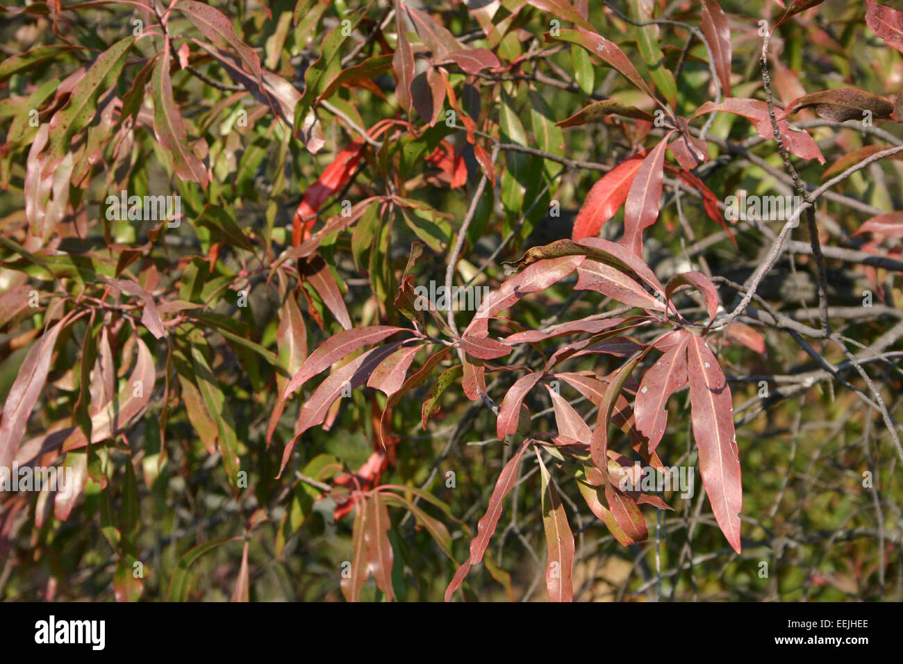 Faurea saligna is a flowering plant native to South Africa, known for ...