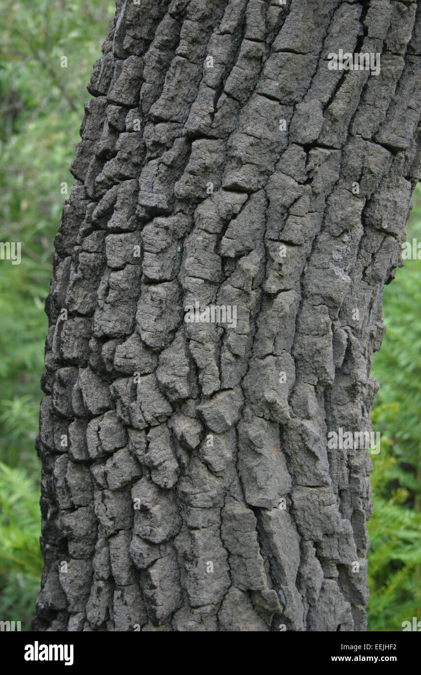 Saligna hi-res stock photography and images - Alamy