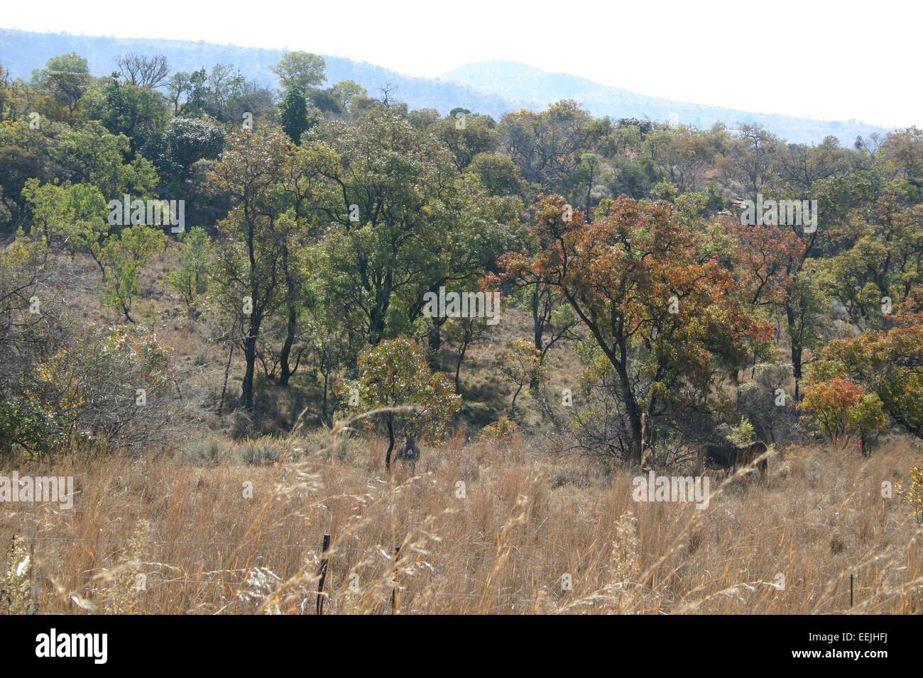 Faurea salignaa is a species of shrub native to South Africa. Known for ...