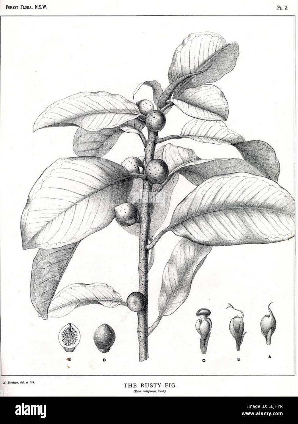 Ficus rubiginosa, commonly known as the rusty fig, is a species of fig ...