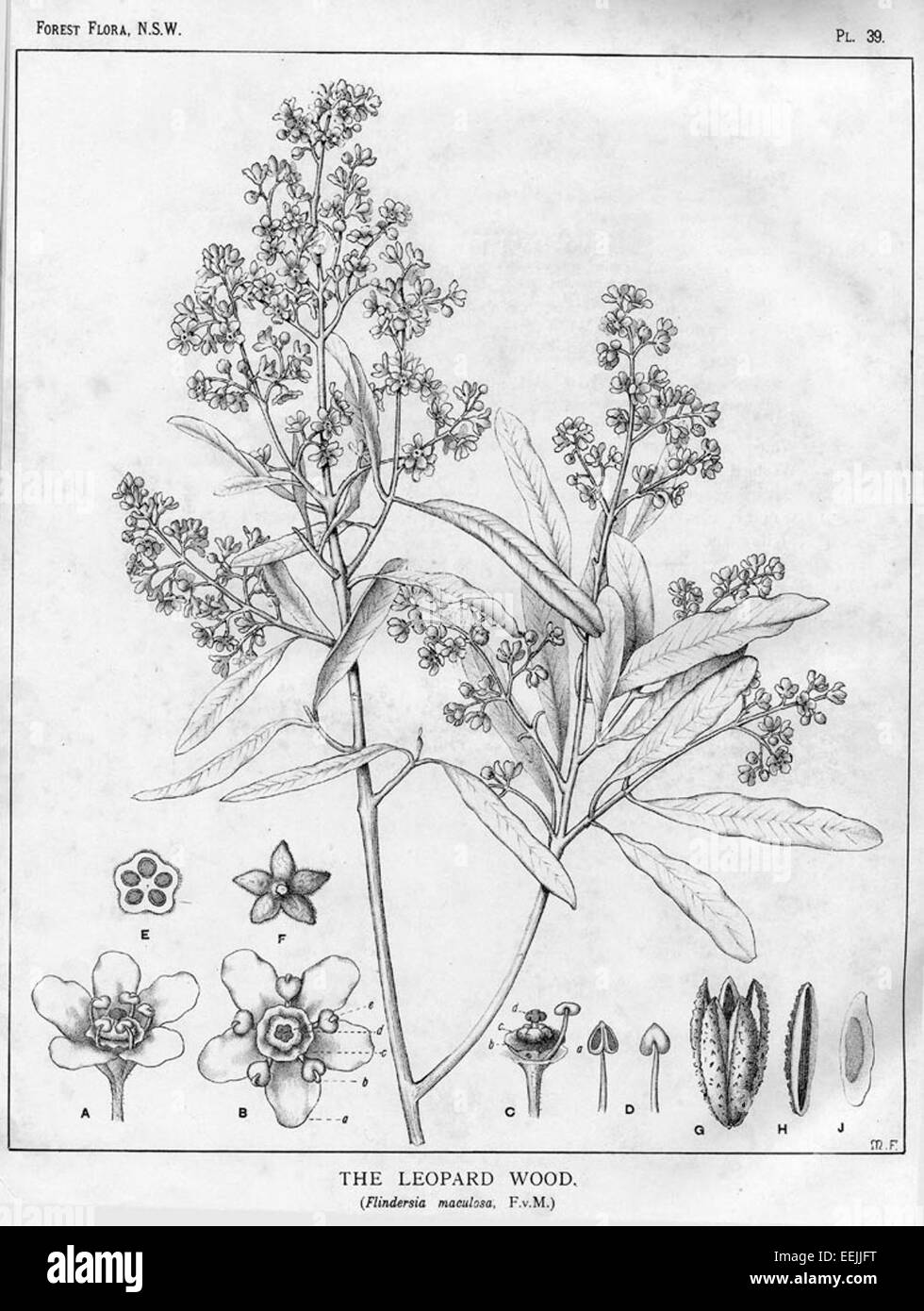 Flindersia maculosa, commonly known as the spotted ash, is a species of ...