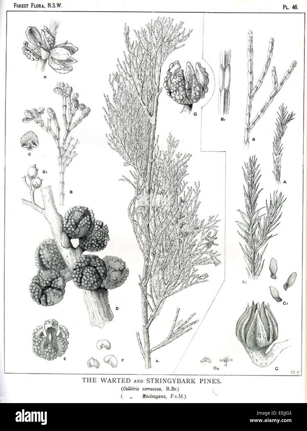 The Forest Flora NSW Plate features the Callitris tree, native to New ...