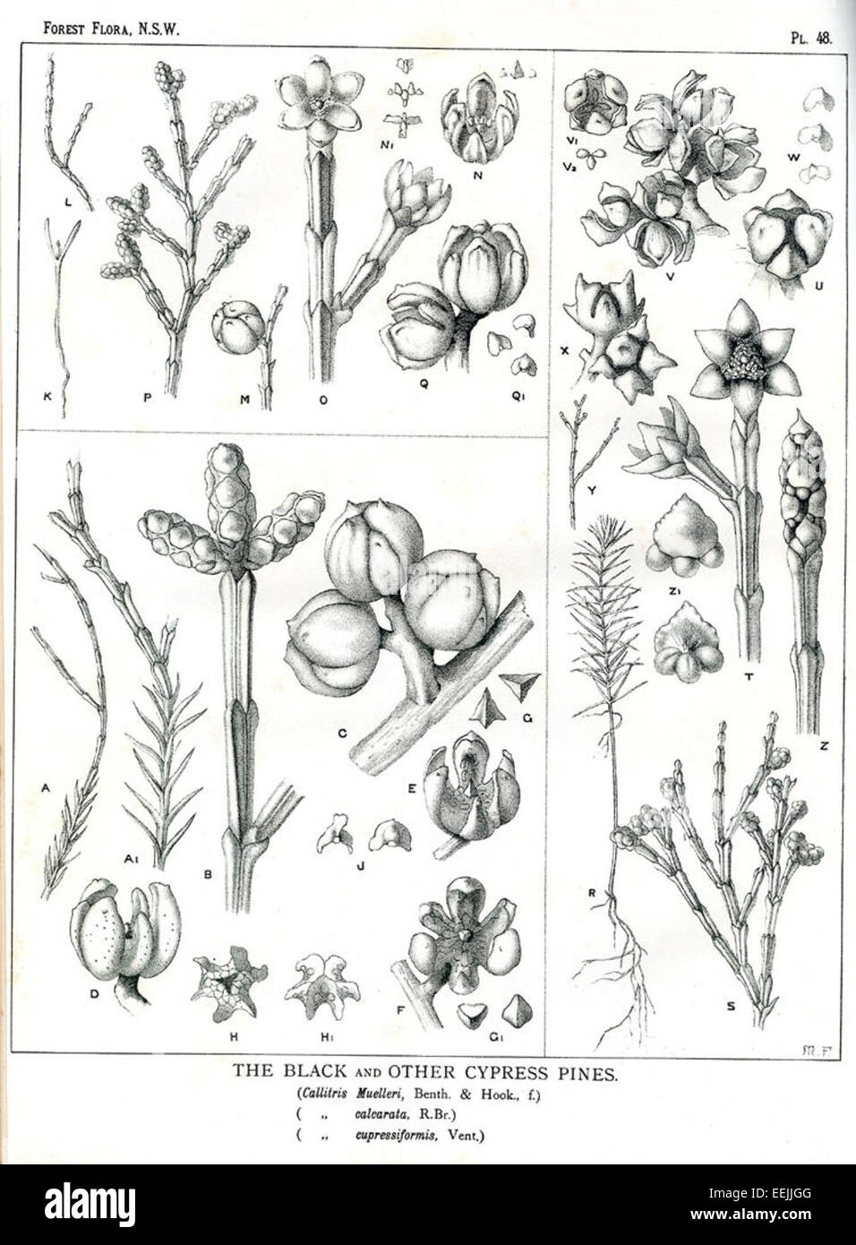 This plate from the Forest Flora of New South Wales features Callitris ...