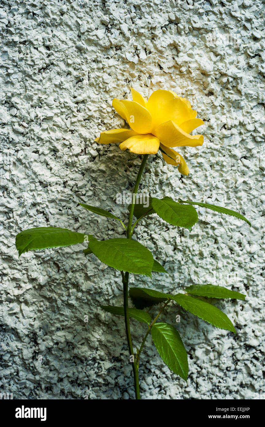 Pebbledash pebble dash hi-res stock photography and images - Alamy