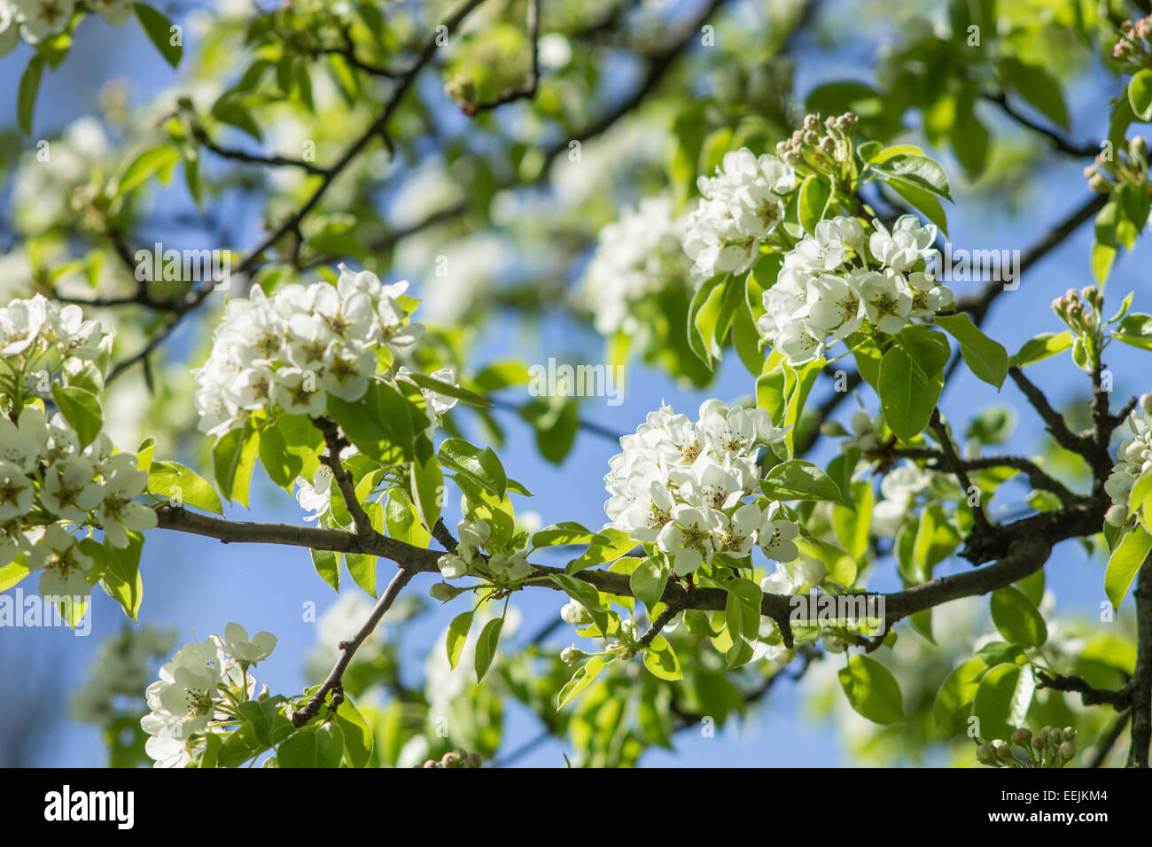 Blooming of pear tree in spring season. Nature background Stock Photo ...