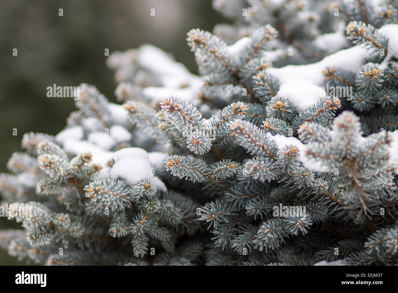Blue spruce covered with snow. Crop image of snowy fir-tree Stock Photo ...