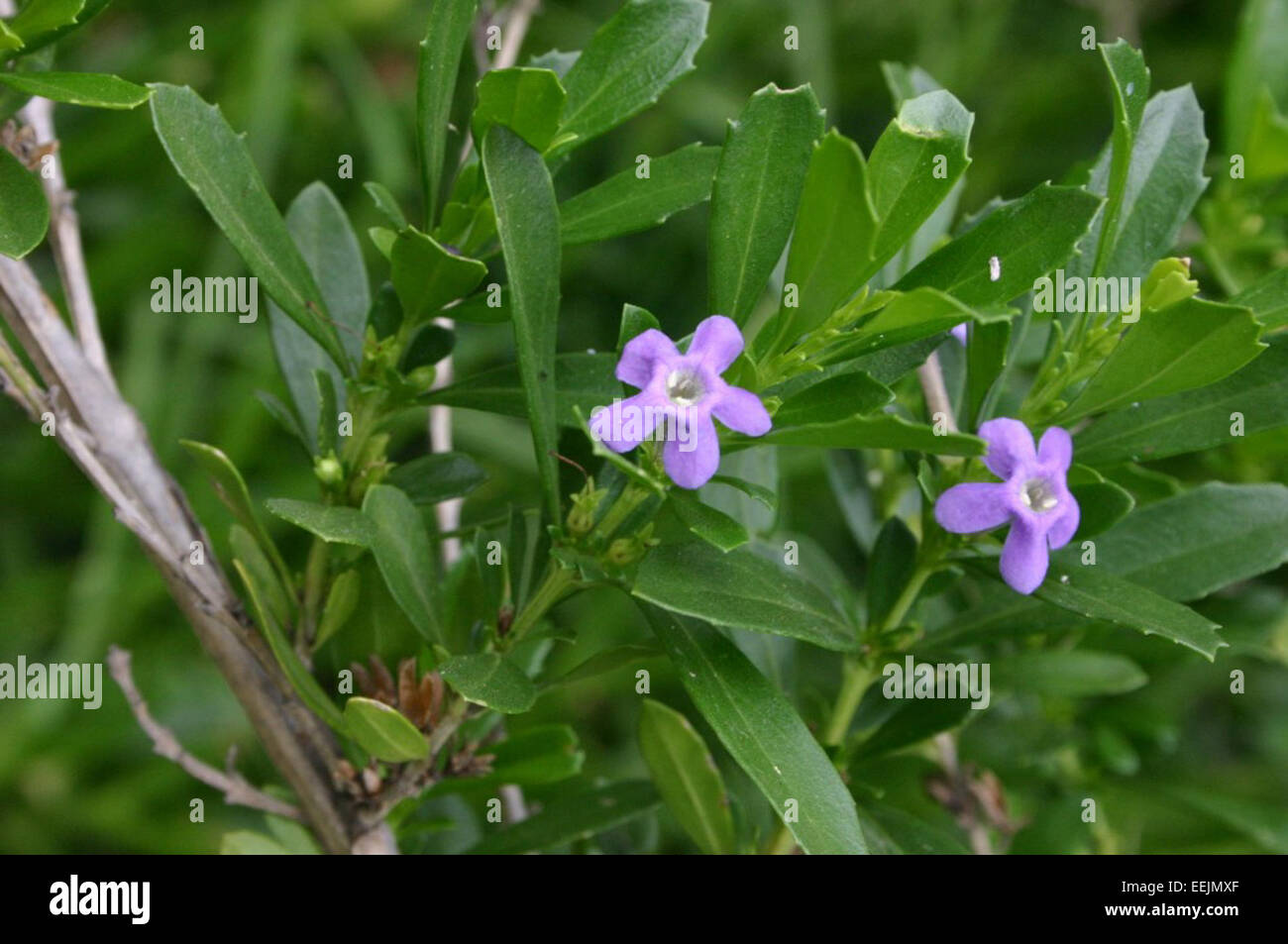 Freylinia tropica is a flowering plant species native to South Africa ...
