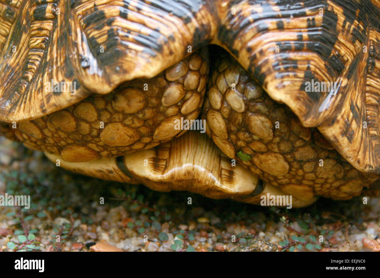 Geochelone pardalis, commonly known as the leopard tortoise, is native ...