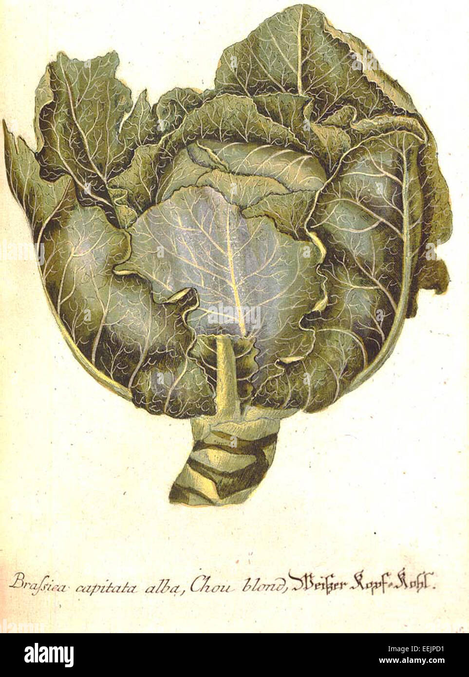 Georg Dionysius Ehret was an 18th-century German botanical illustrator ...