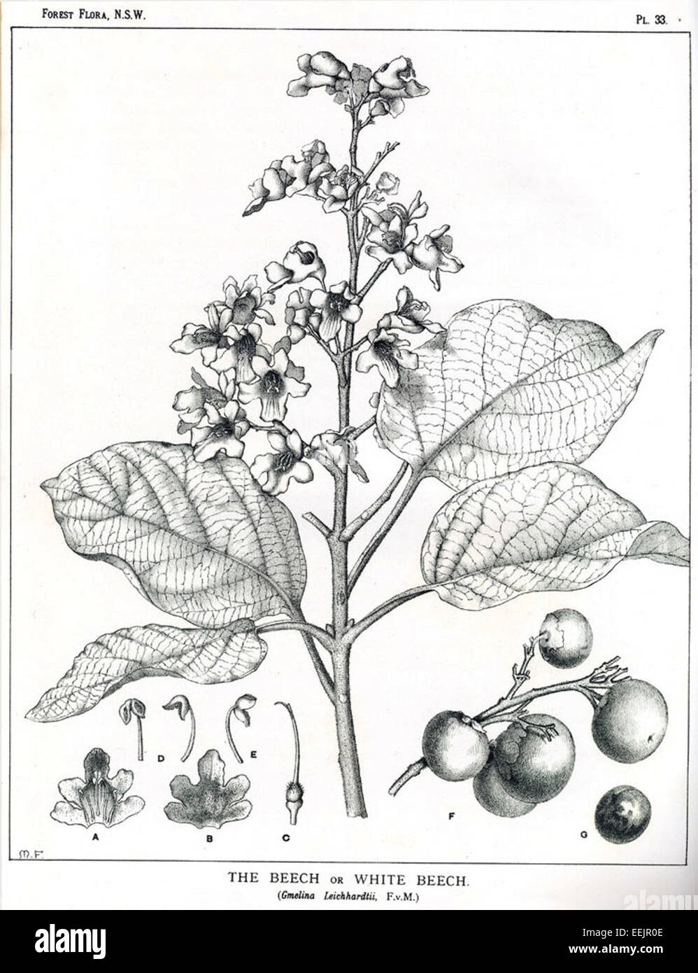 Gmelina tree hi-res stock photography and images - Alamy