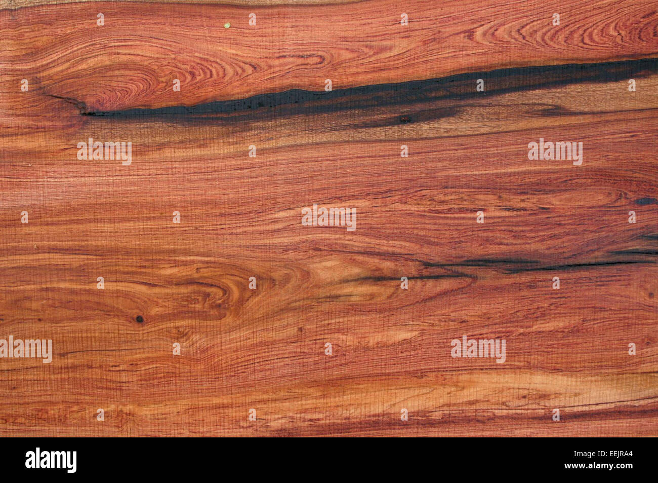 Tropical evergreen forests hi-res stock photography and images - Alamy