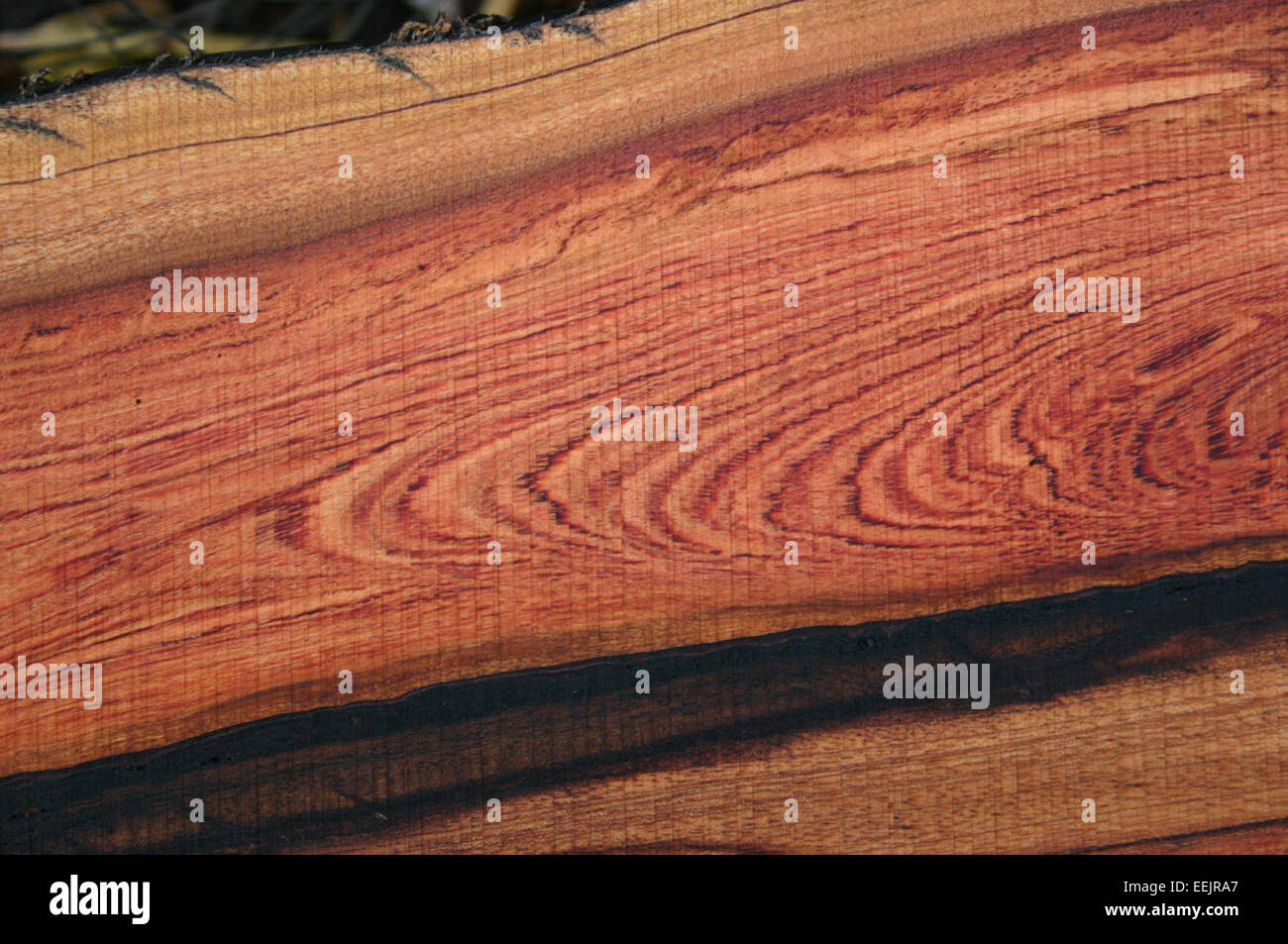 Guibourtia coleosperma is a species of tree native to tropical Africa ...