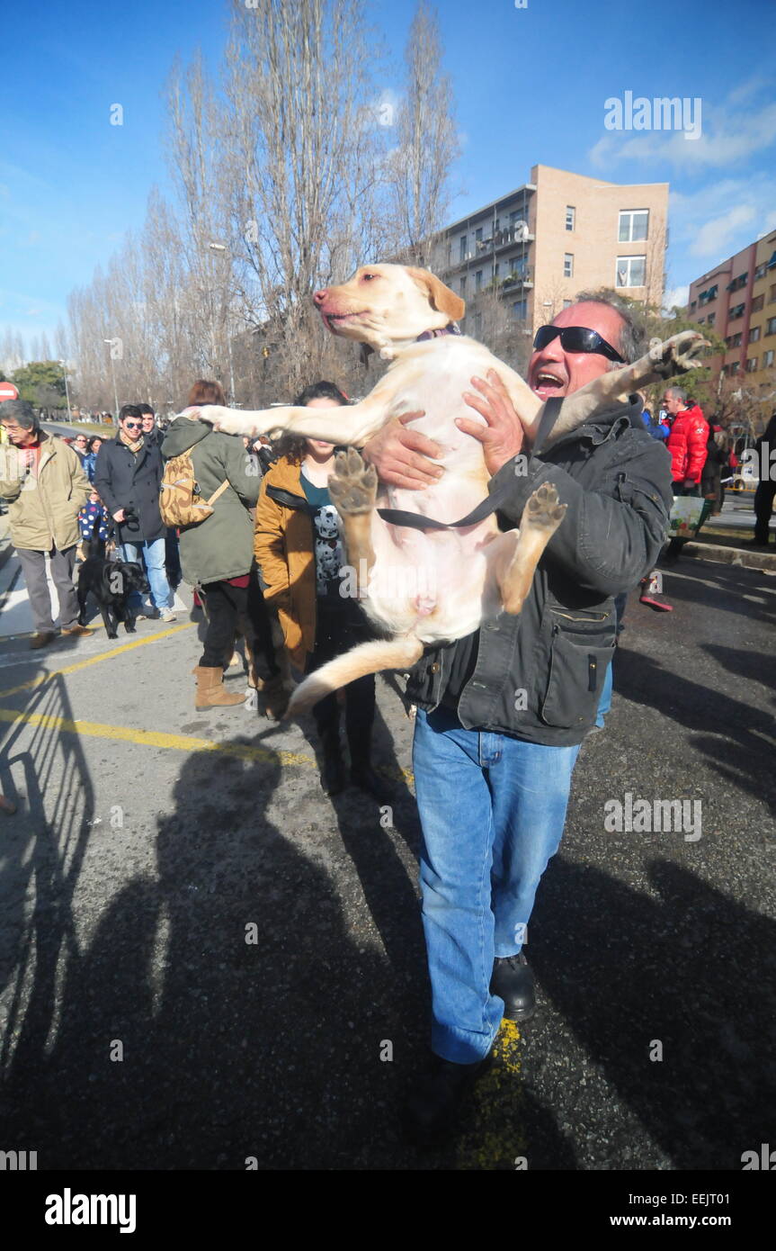 Dog struggling to be back on the ground Stock Photo - Alamy