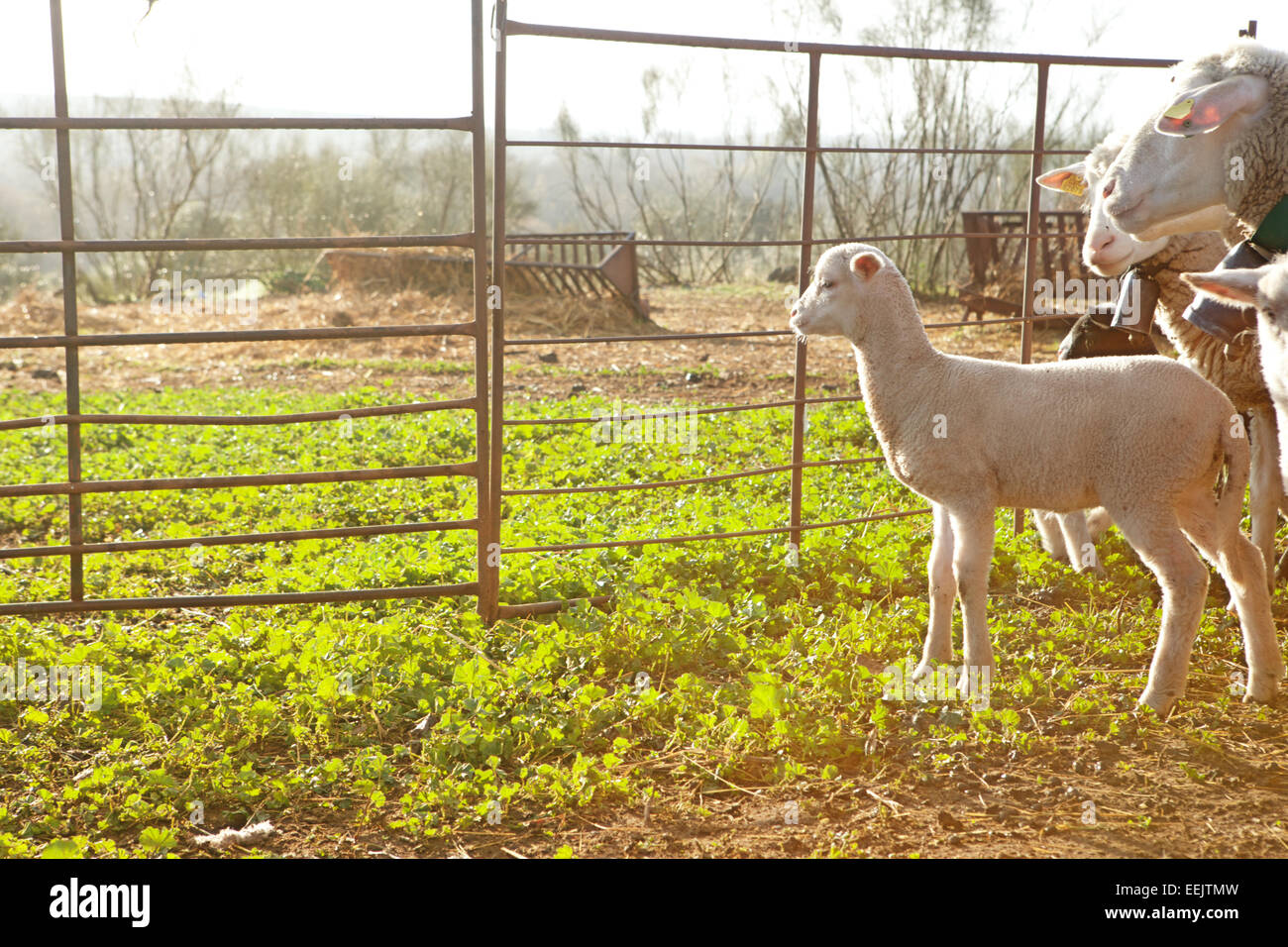 Some sheeps standing at fenced corral, Extremadura at sunset, Spain ...