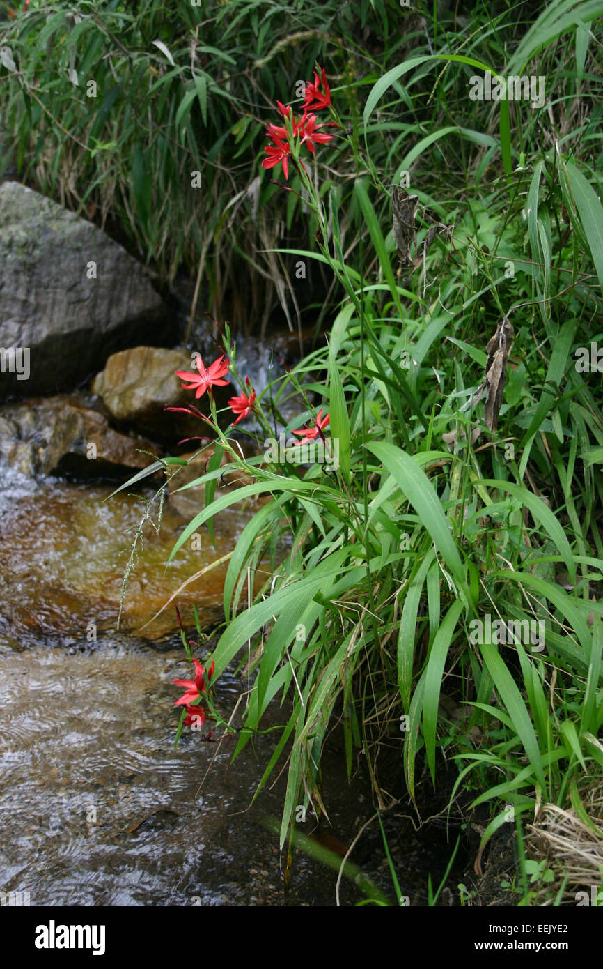 Scarlet river lily hi-res stock photography and images - Alamy