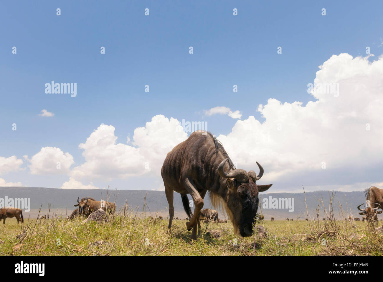 Blue wildebeest eating grass hi-res stock photography and images - Alamy