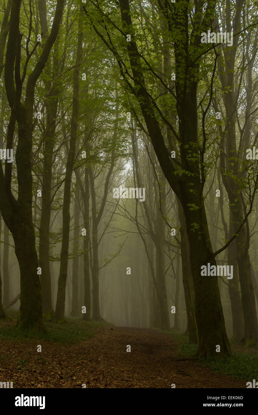 Woodland view of trees in mist Stock Photo - Alamy