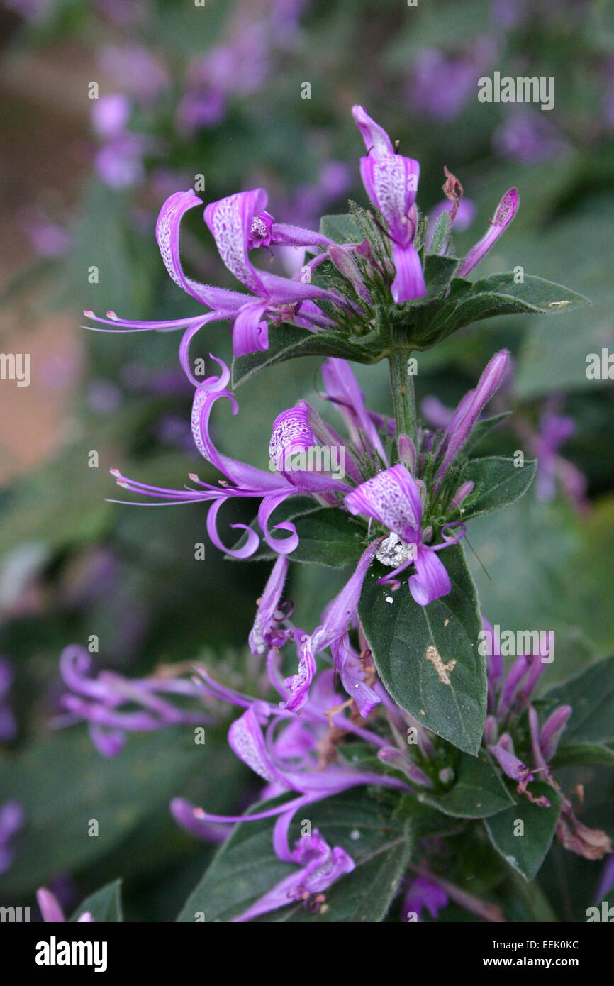 Hypoestes aristata, a species native to tropical Africa, is a plant ...