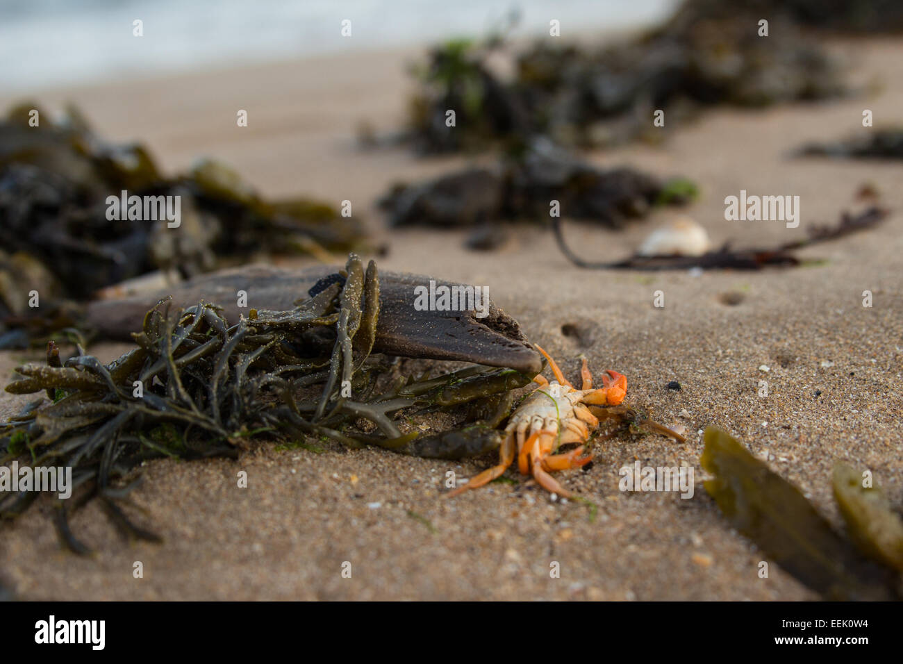 A dead crab on a beach at Porthcawl, South Wales Stock Photo - Alamy