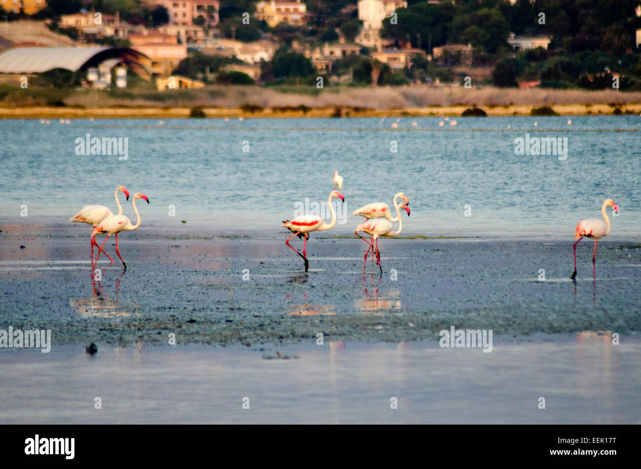 Protect rare habitat hi-res stock photography and images - Alamy