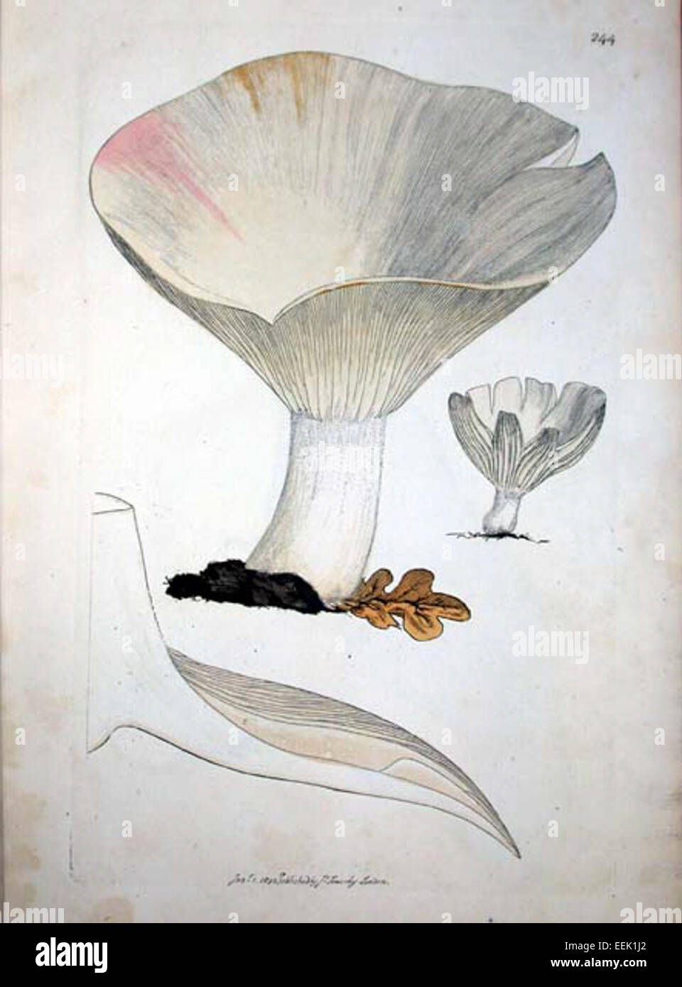 James Sowerby was an English botanical artist and naturalist, known for ...