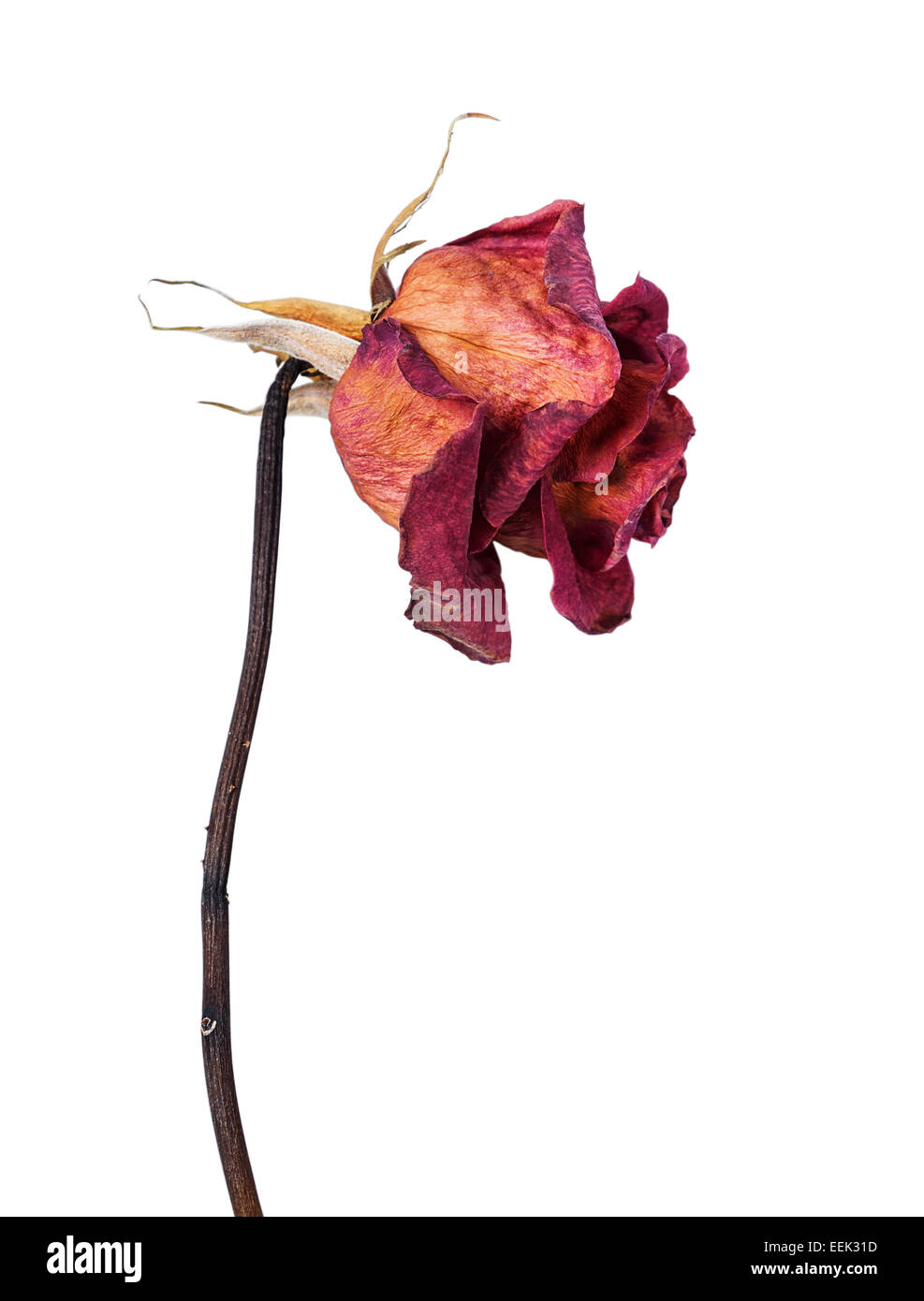 One dried red rose isolated on a white background Stock Photo - Alamy