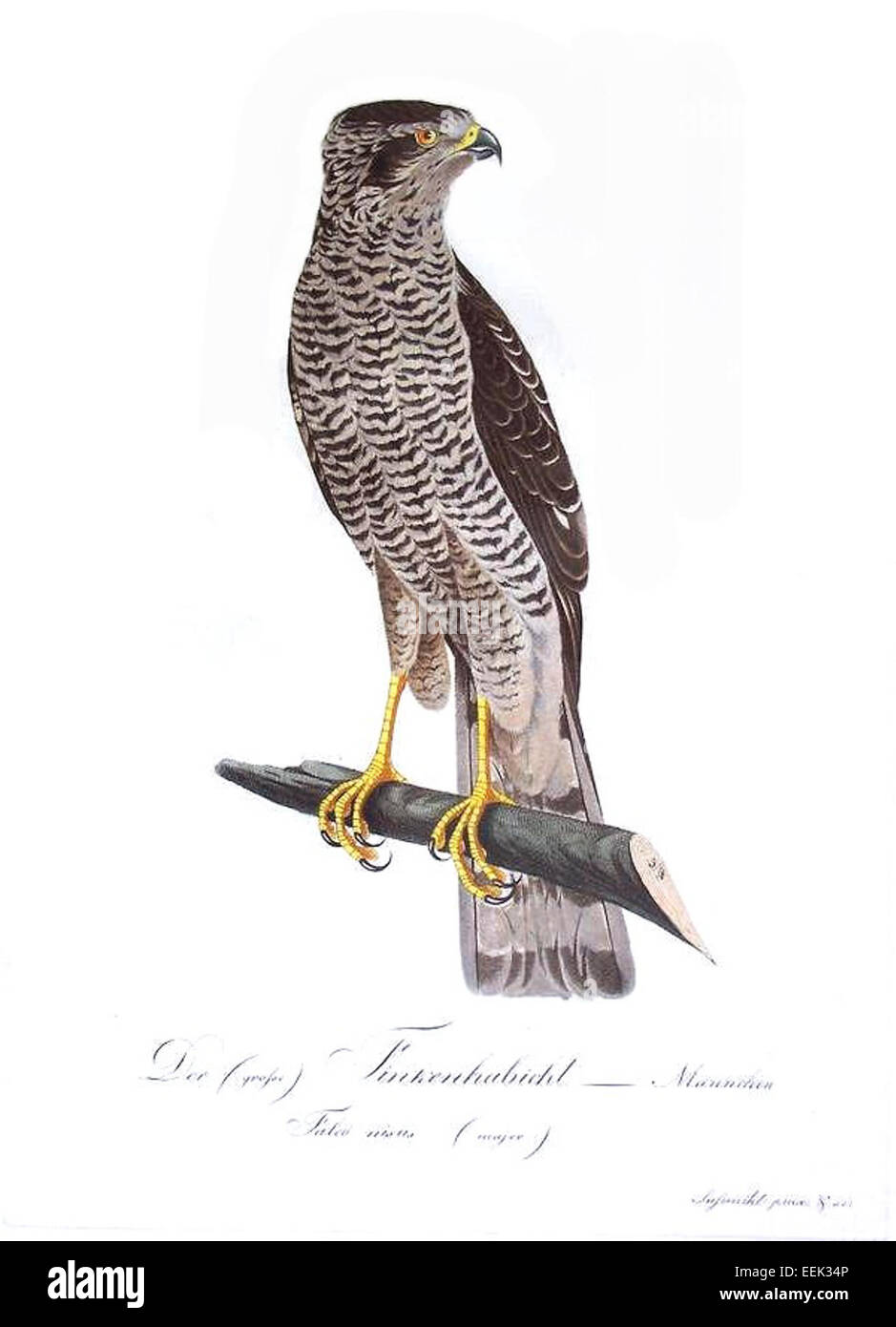 Conrad drawing Cut Out Stock Images & Pictures - Alamy