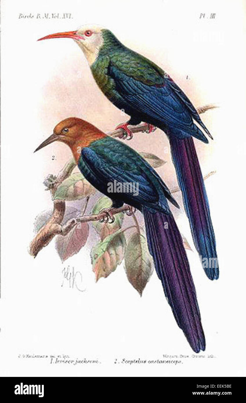 Keulemans hi-res stock photography and images - Alamy