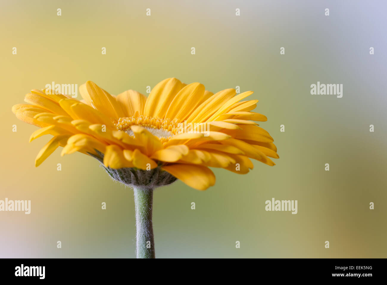 Beautiful yellow gerbera flower hi-res stock photography and images - Alamy