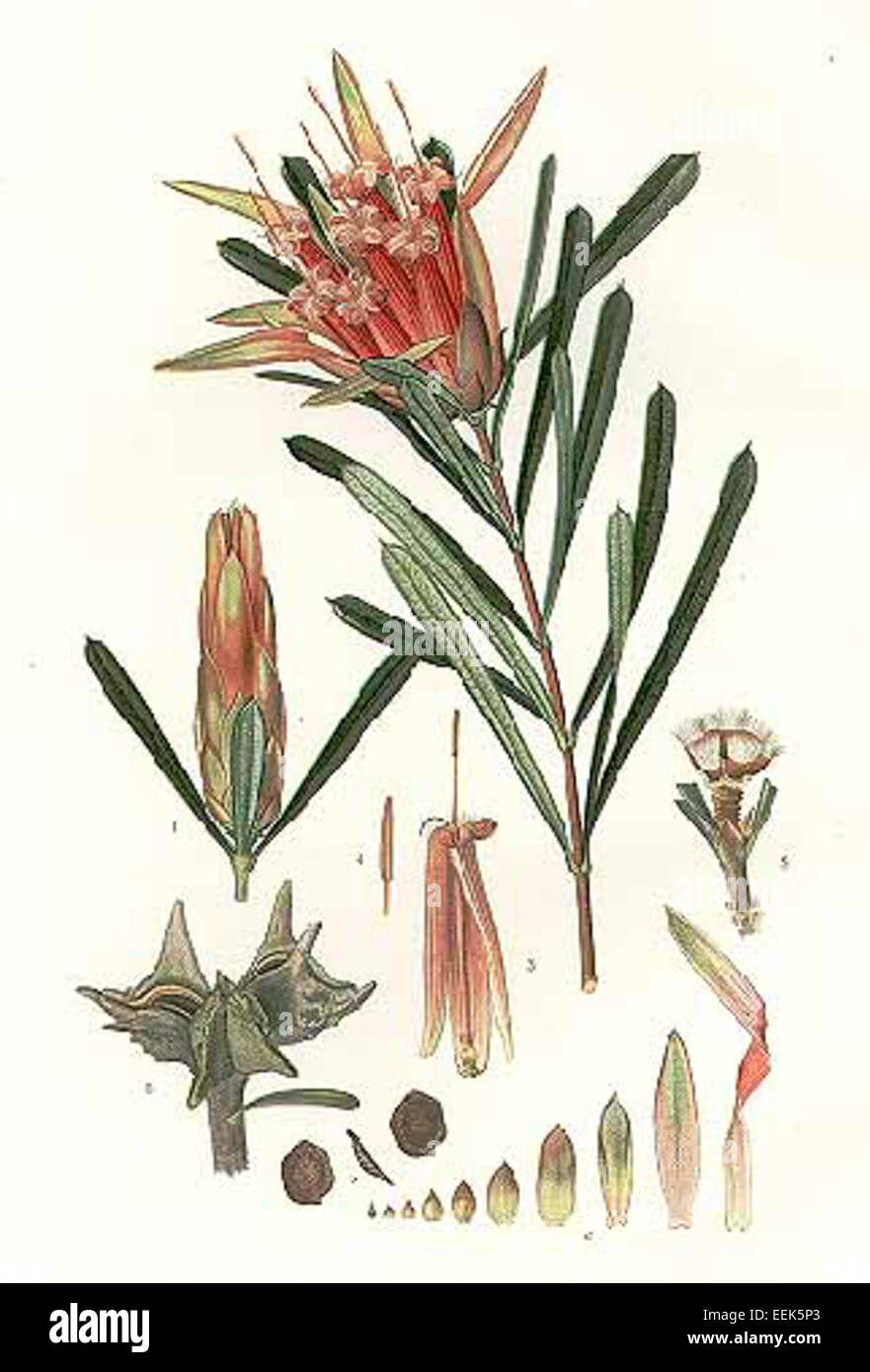 Lambertia hi-res stock photography and images - Alamy