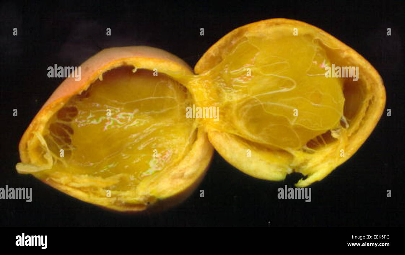 Landolphia capensis is a species of flowering plant in the Apocynaceae ...