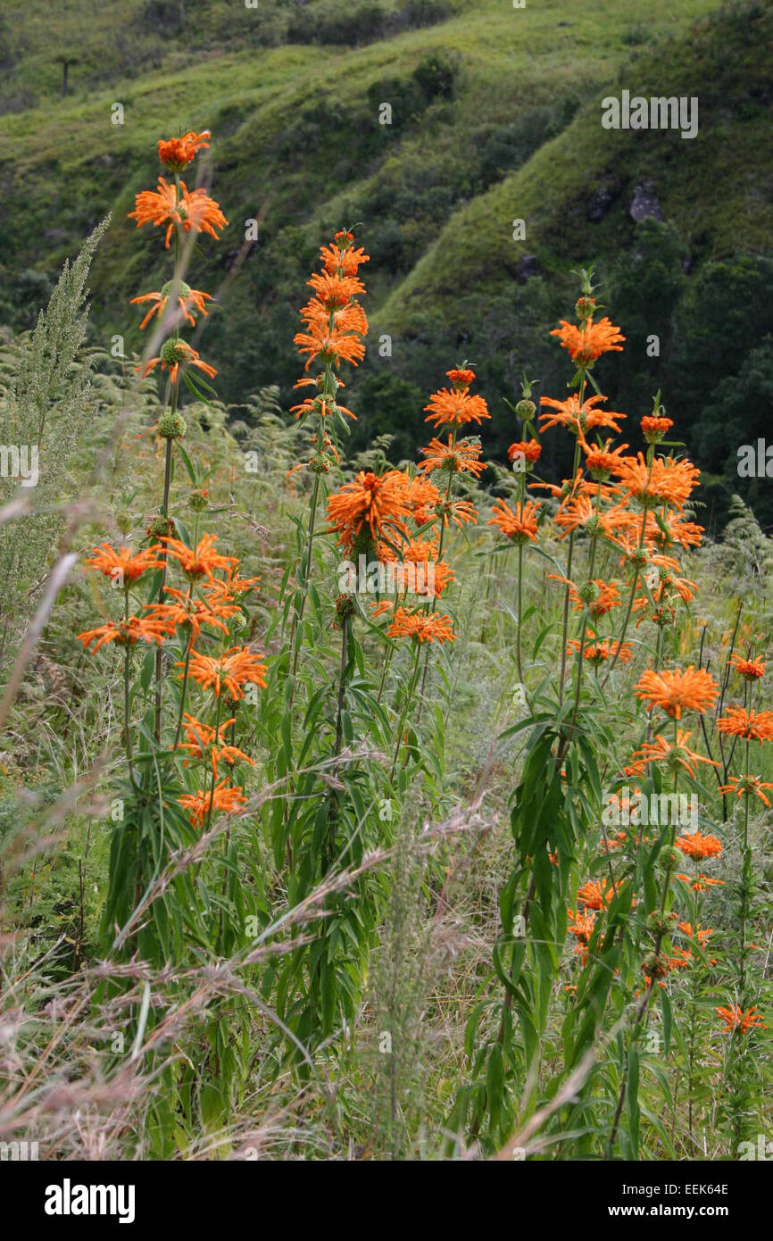 Leonotis Leonurus Stock Photos & Leonotis Leonurus Stock Images - Alamy