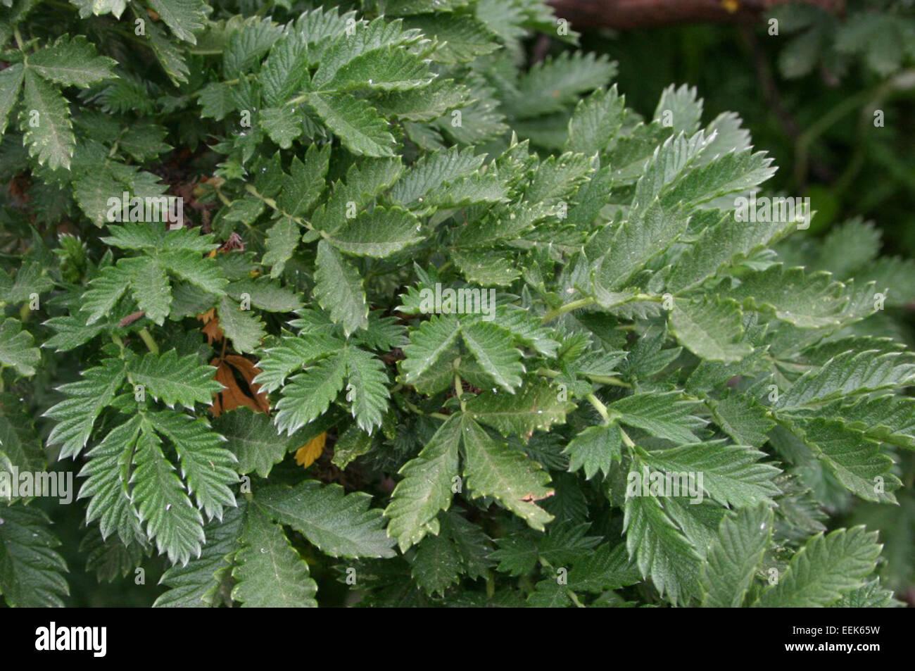 Leucosidea sericea, known as the silk tree, is a tree species native to ...