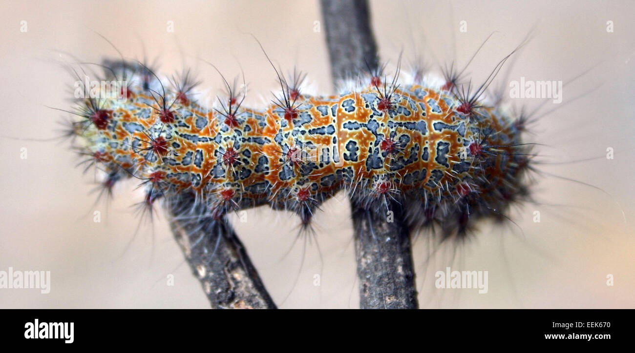 Limacodidae Stock Photos & Limacodidae Stock Images - Alamy