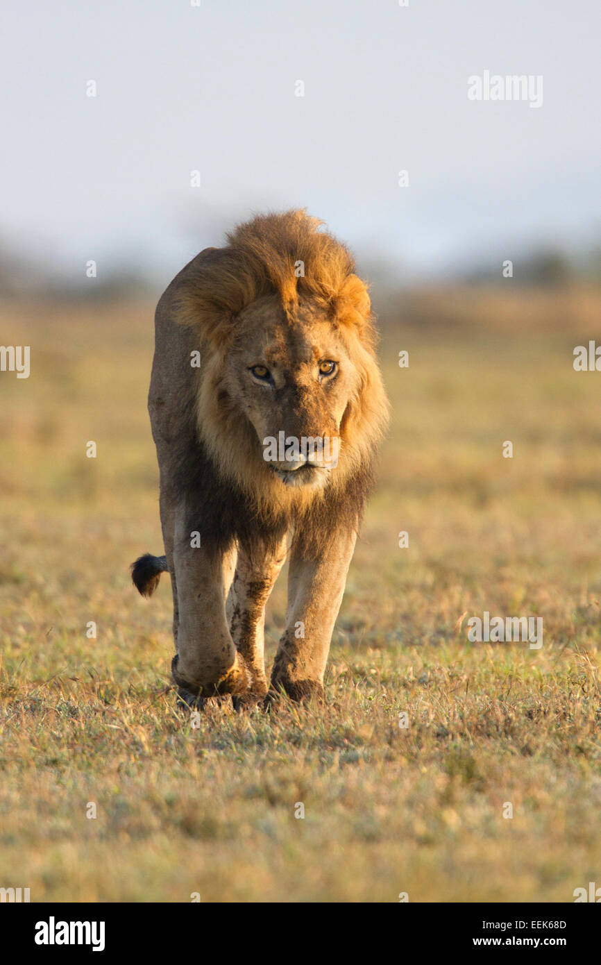Male facing camera hi-res stock photography and images - Alamy