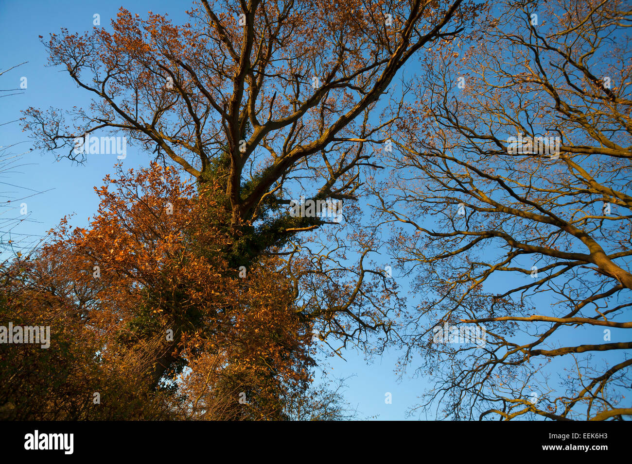English oak trees hi-res stock photography and images - Alamy