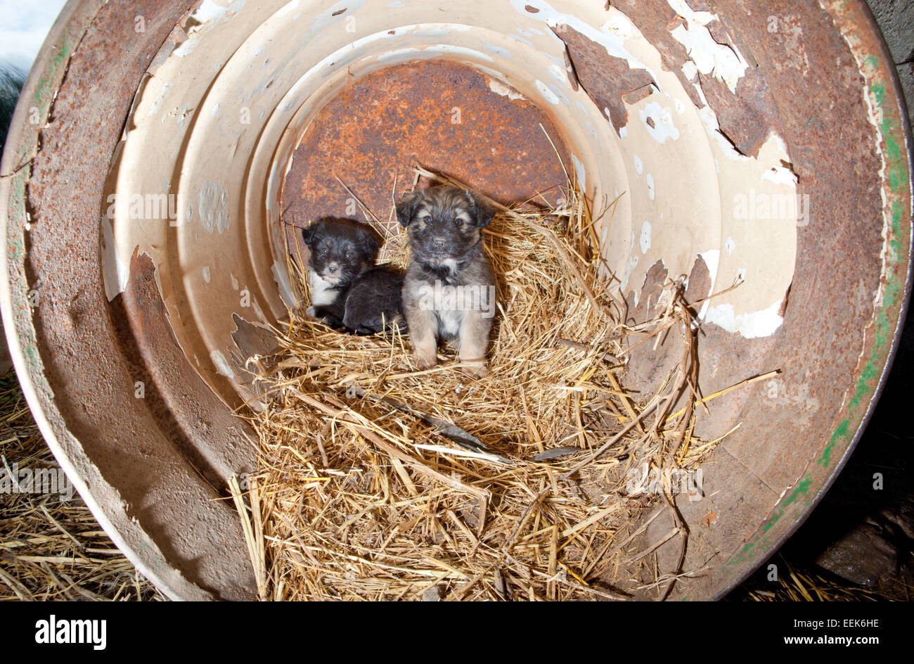 Cute puppies dogs at country state sleeping inside a large rusty can ...