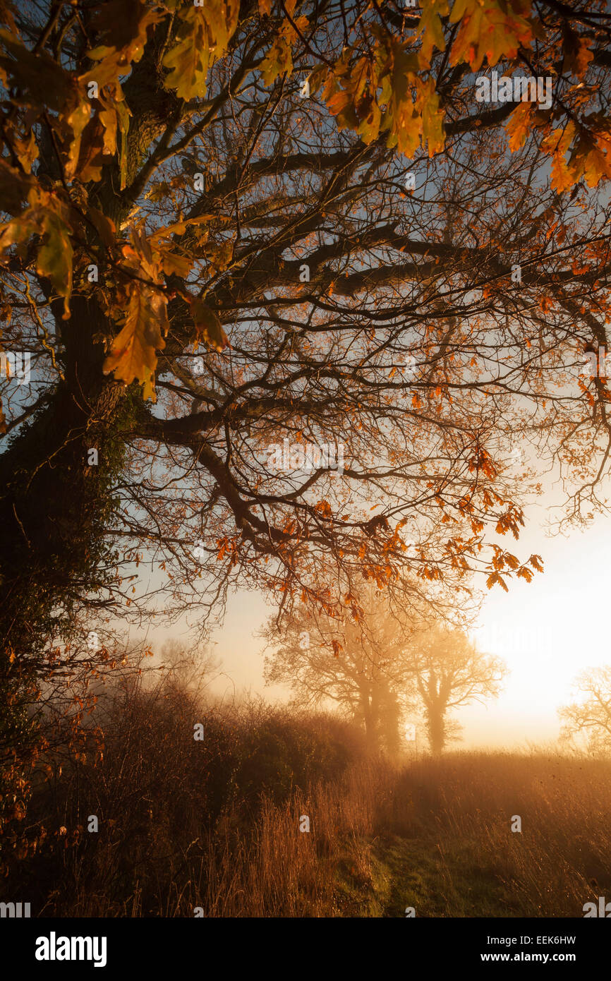 Oak trees sunrise hi-res stock photography and images - Alamy
