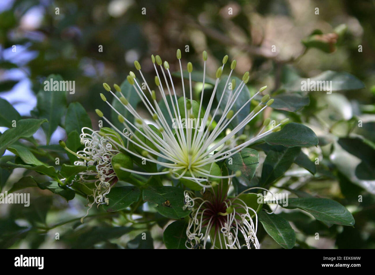 Maerua cafra is a shrub species native to Southern Africa, commonly ...
