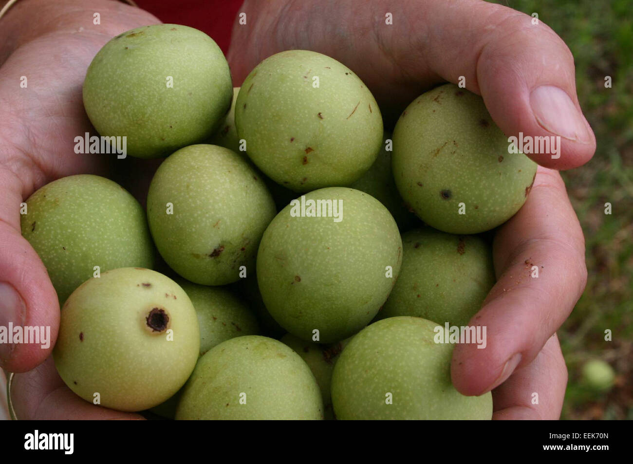 Sclerocarya birrea, commonly known as the marula, is a deciduous tree ...